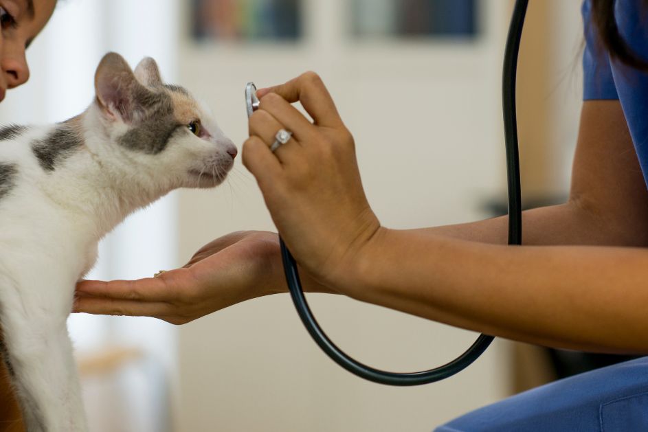 Veterinary Appointment In Fairfax, VA 22030 | The Cat Hospital Of Fairfax
